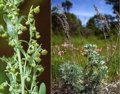 Farmacia Domnului: Pelin