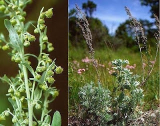 Farmacia Domnului: Pelin