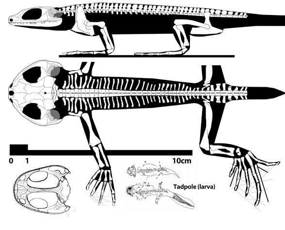 Escenarios prehistóricos: Amphibamus
