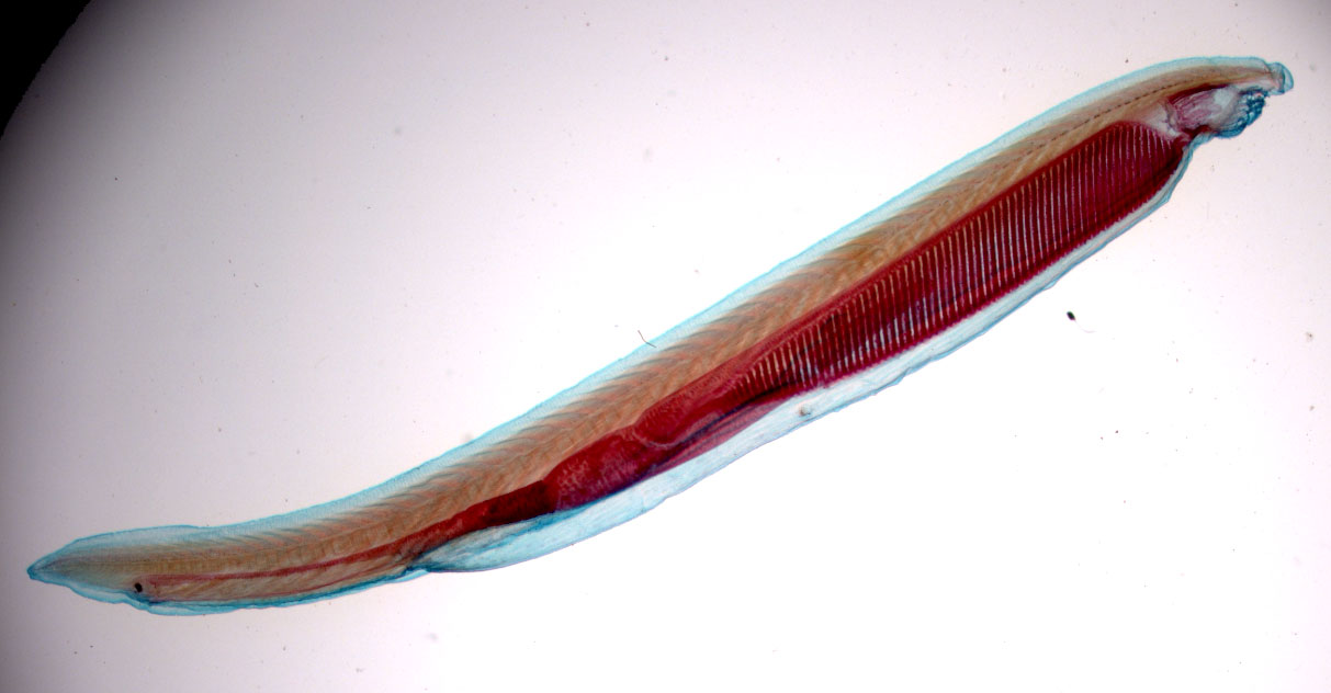 Chelsey's ENB 150 blog: amphioxus