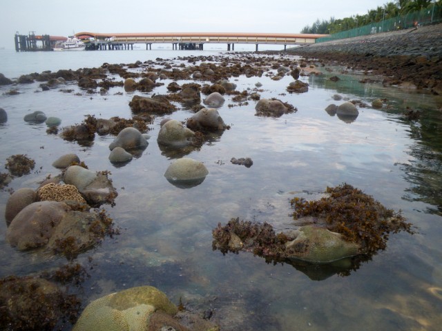 wild shores of singapore: Active restoration of Singapore's coral reefs ...