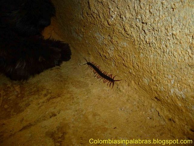 Imágenes de cien pies - Imagui