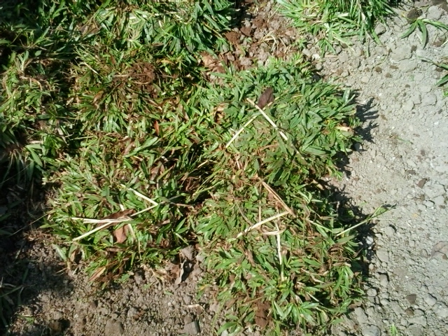 Rumput Lamuran, Rumput Embun, Rumput Gajah, Rumput Lapangan ~ Arya ...