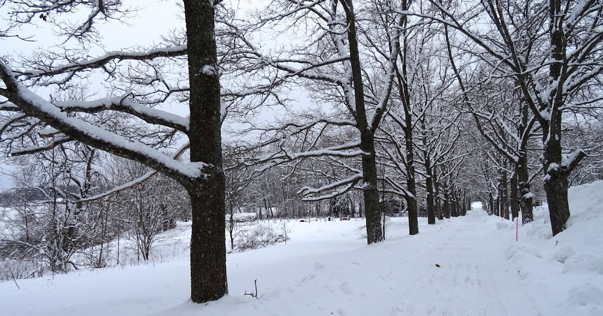 ANNEN LUONTOPÄIVÄKIRJA nature diary: TALVIMAISEMA winter landscape