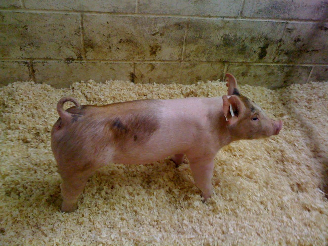 Fisher Show Pigs | Matt Lautner Cattle
