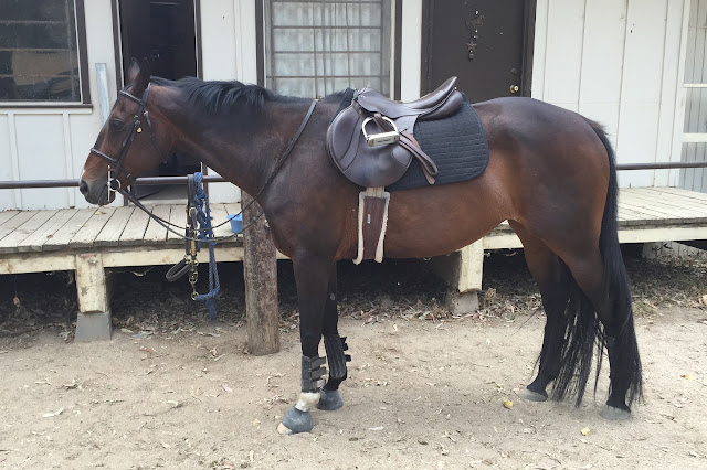 Eventing in Color: Tackity Tack