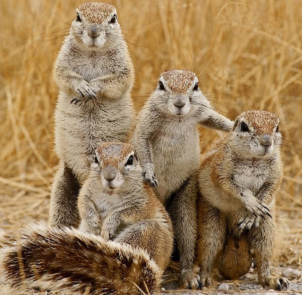 Andy foto natura: Ardillas