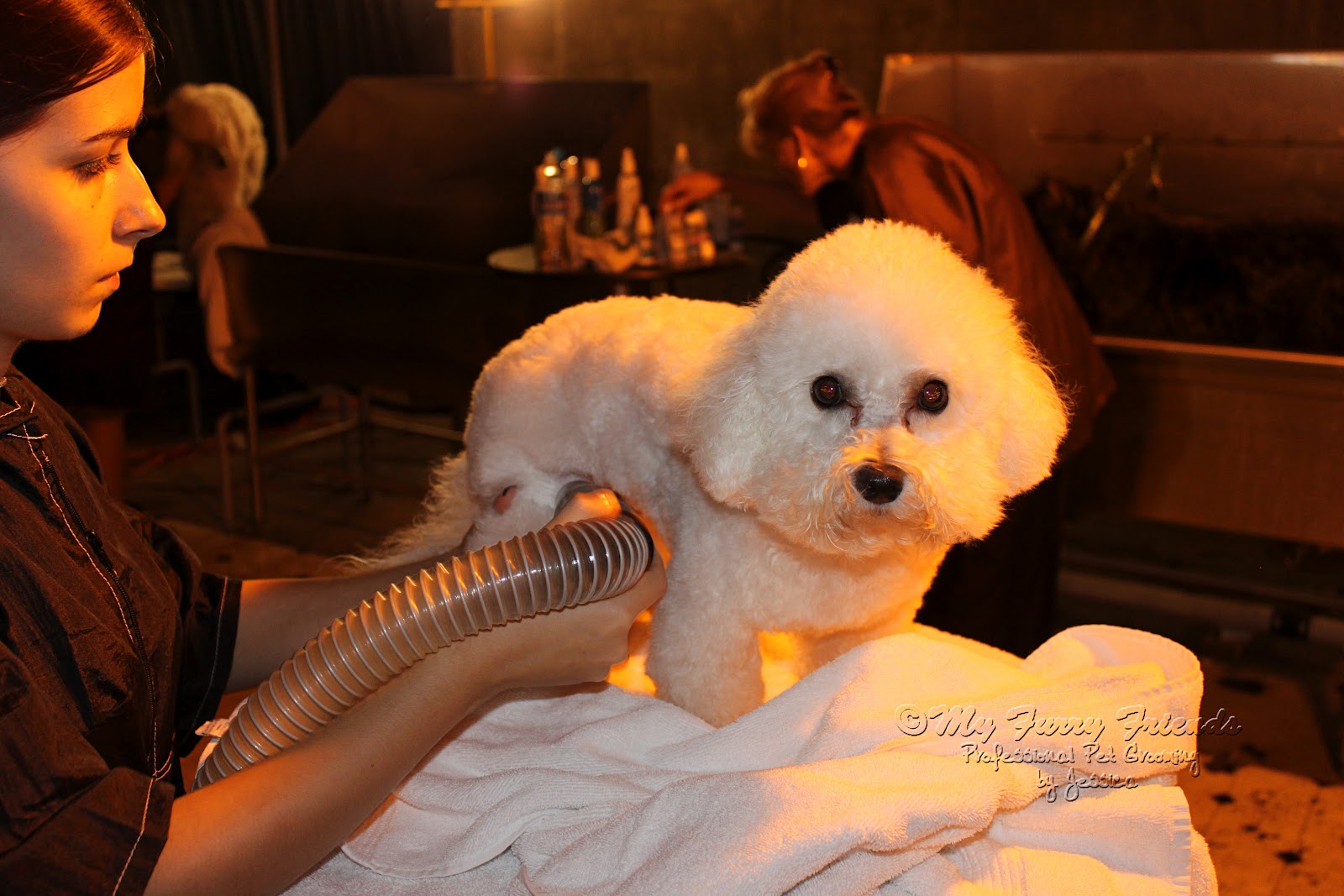 Pet Grooming: The Good, The Bad, & The Furry: Abstract Runway at Groom Expo