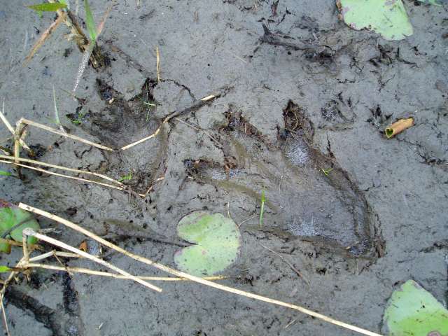 trophy-hunting: Florida Spring Gobbler Season Report - #3 Second Weekend