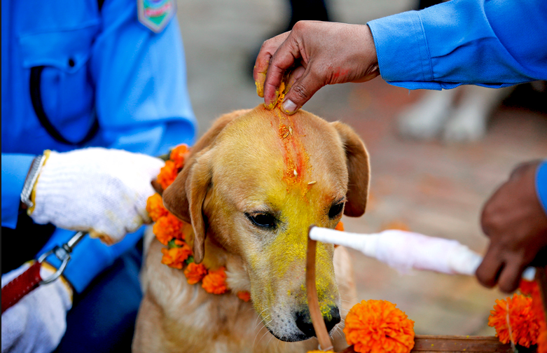 Tihar Festival in Nepal: Essay and other Facts