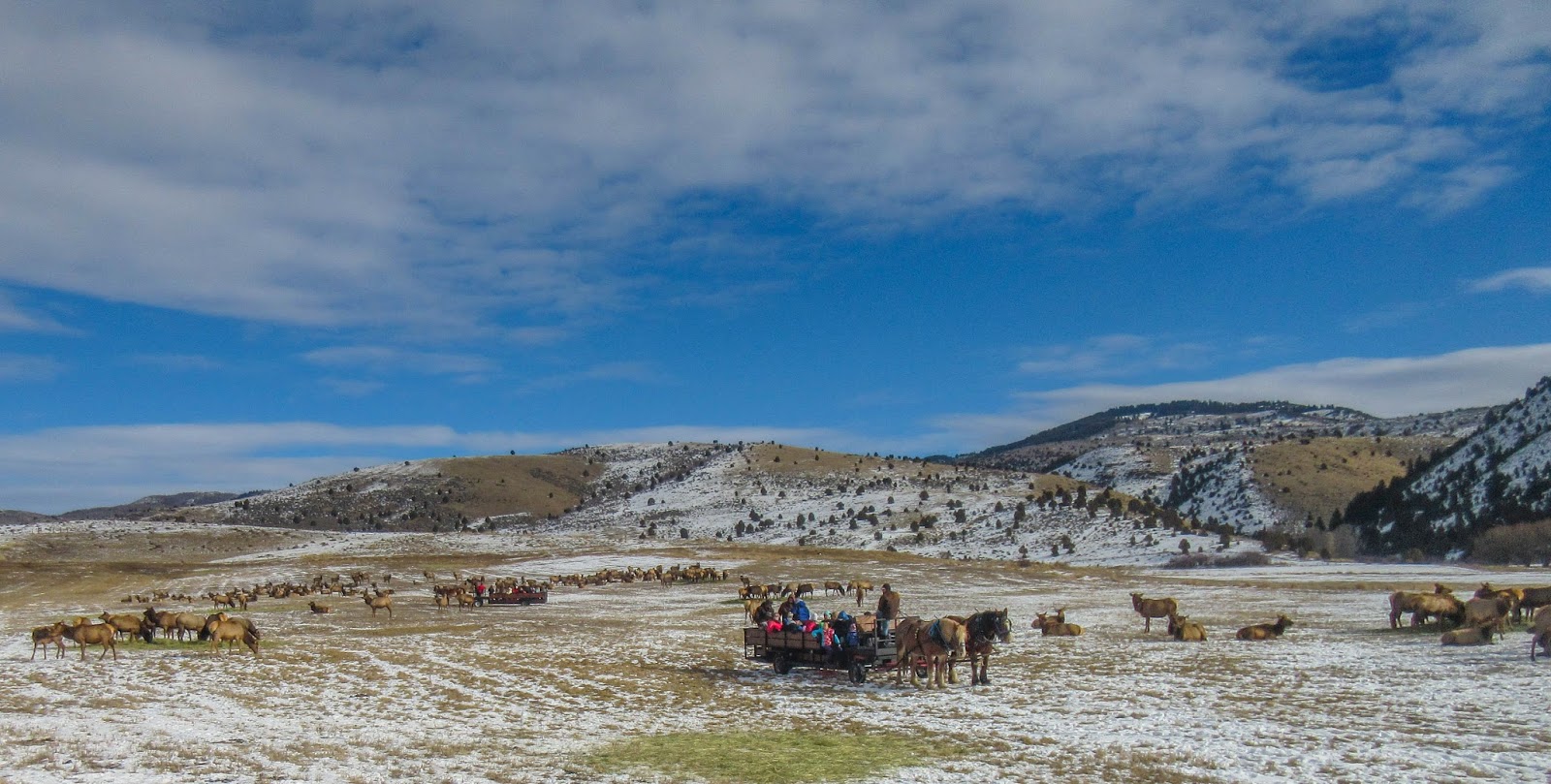 Cannundrums: Hardware Ranch Elk - Utah