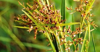 6 Khasiat Rumput Rija-Rija Untuk Kesehatan | Khasiat