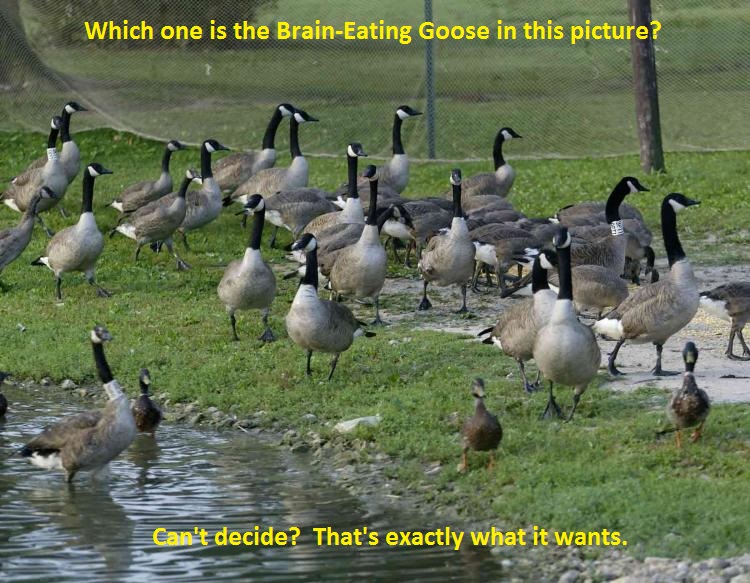 Brain Eating Geese