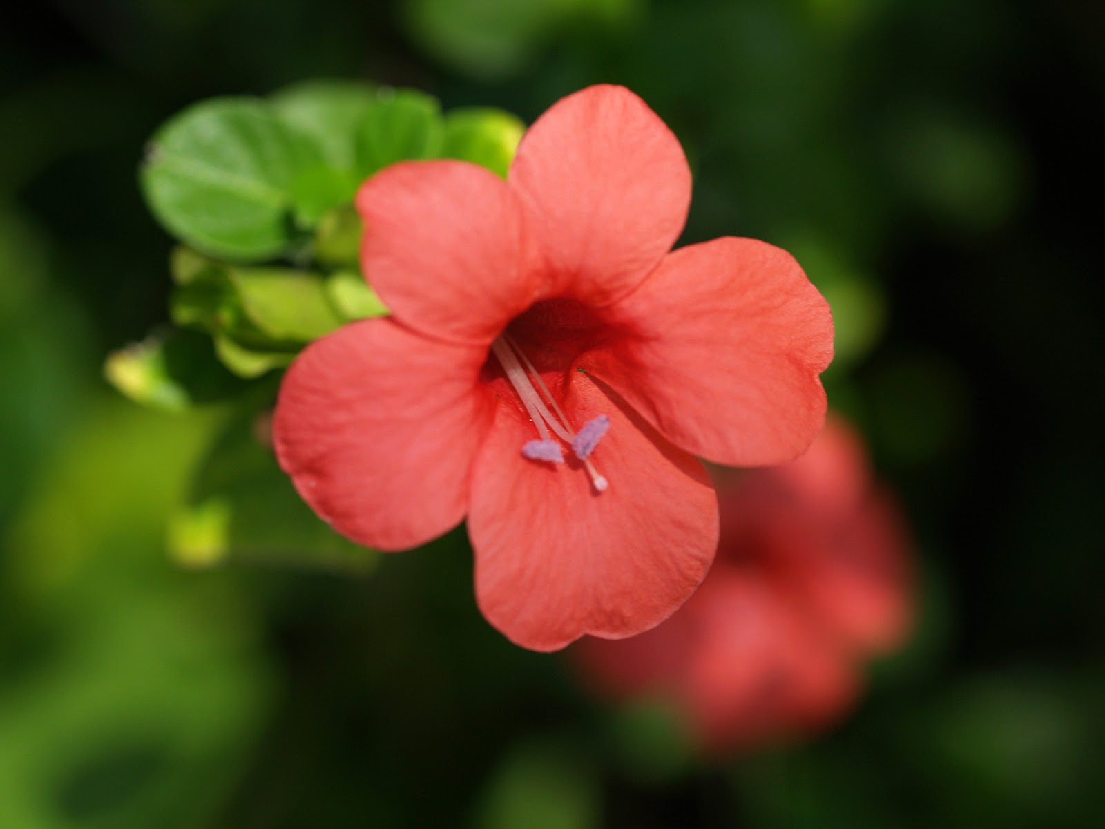 Flora de Puerto Rico Ilustrada Papo Vives: ACANTHACEAE BARLERIA REPENS ...