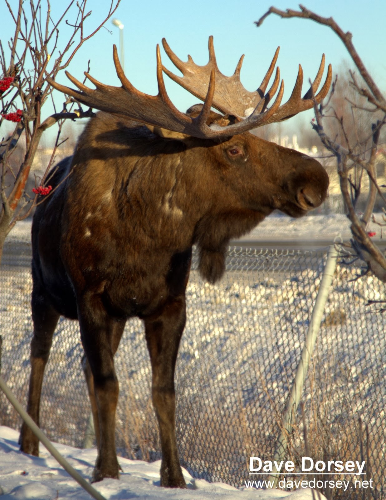 Take a moose to lunch