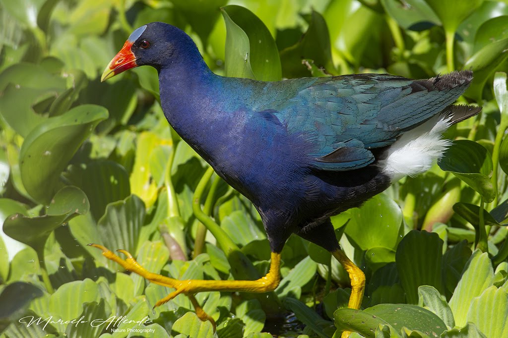 Aves del Nea: Pollona azul (Purple gallinule) Porphyrio martinicus