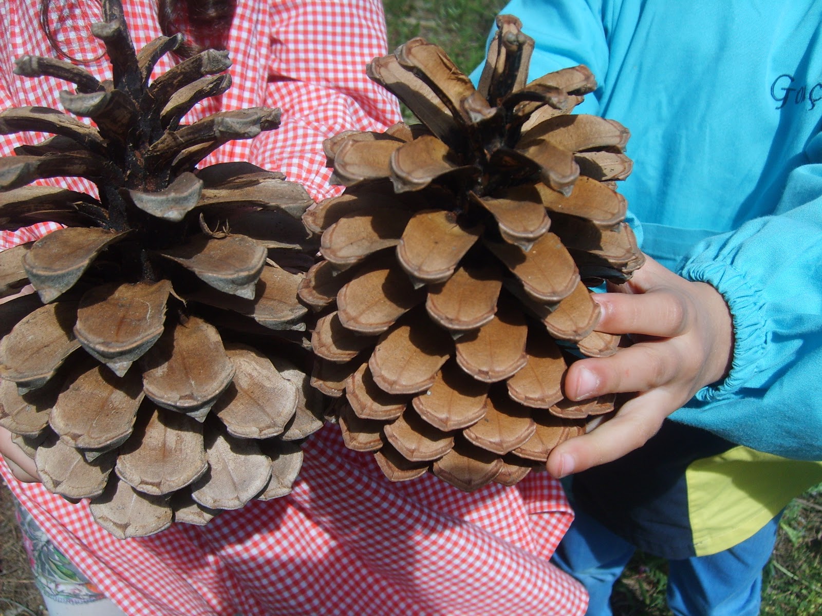 123 era uma vez...: PINHA ABERTA/PINHA FECHADA