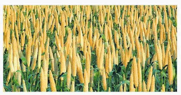 Namibian Wambo Culture: Farming