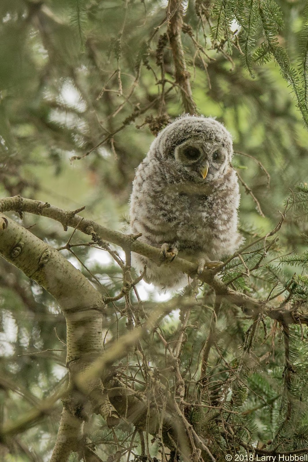 Union Bay Watch : An Owlet Adventure