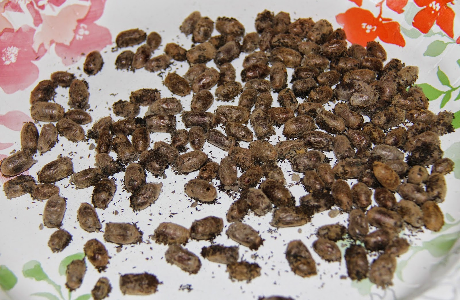 Debbie Angel's Garden: Harvesting Mason Bee Cocoons