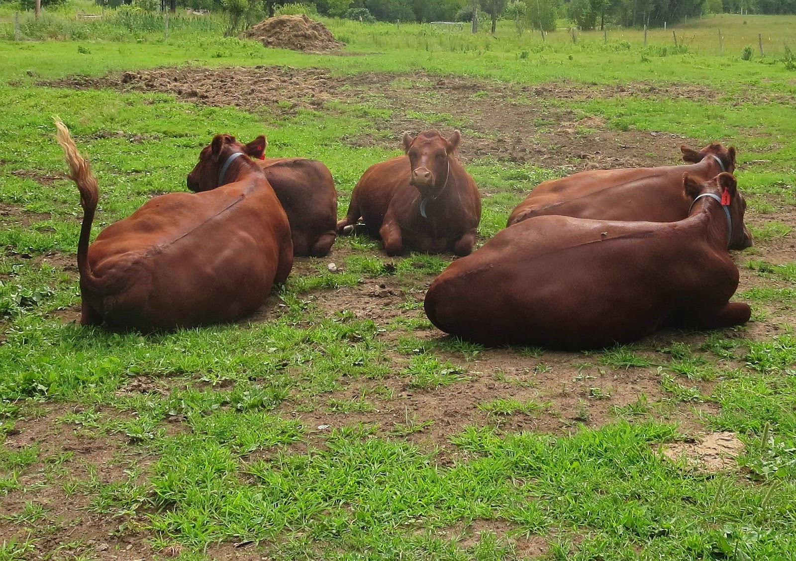 Windswept Adventure: Red Poll Cattle Update