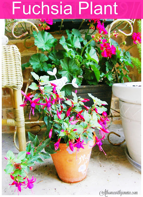 5 Fabulous Plants You Must Have - At Home with Jemma