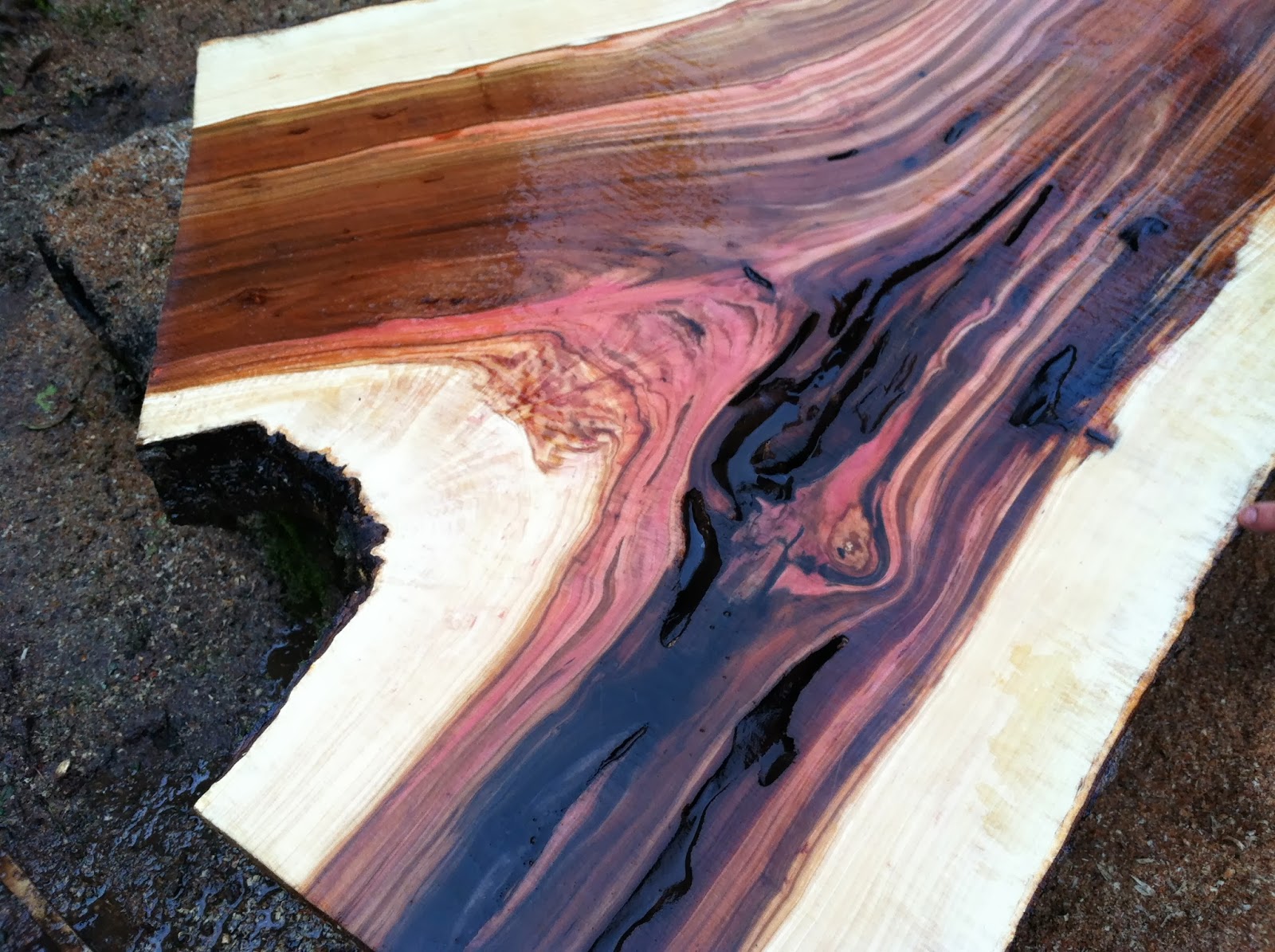 Five Fifths Furniture: The largest Apple tree in the world meets its match