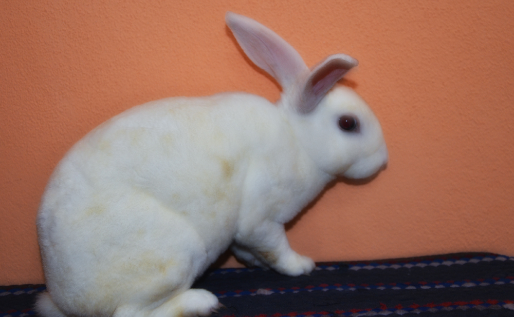 Rabbit Territory: Mini Rex White