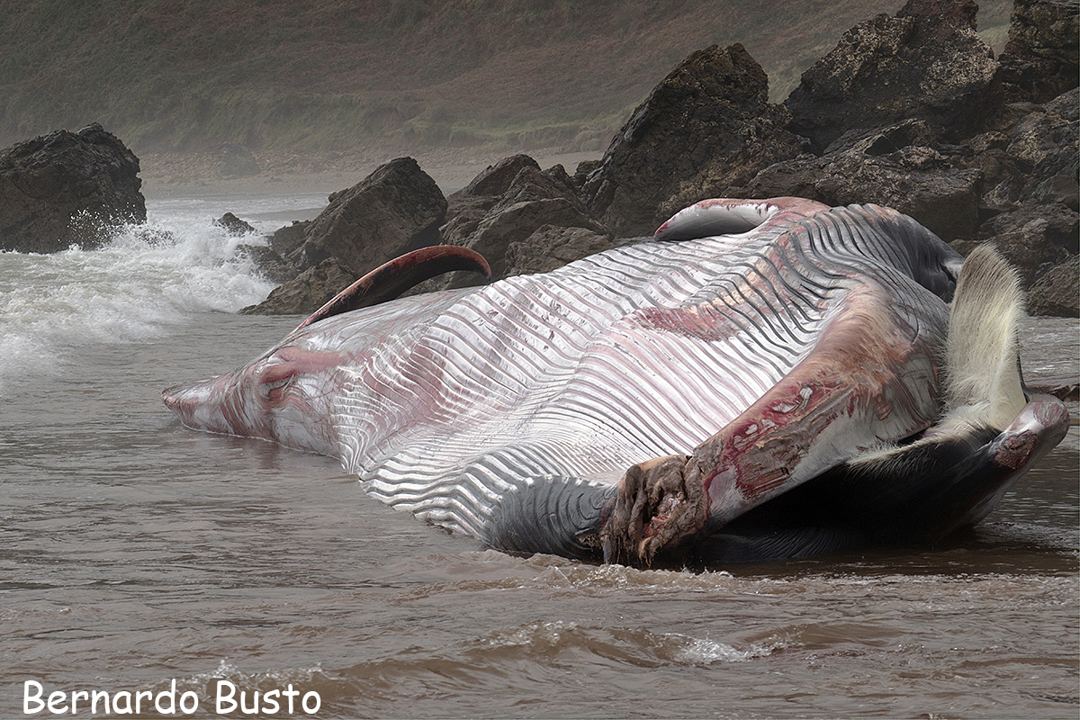RÍA DE LA VILLA: Ballena varada