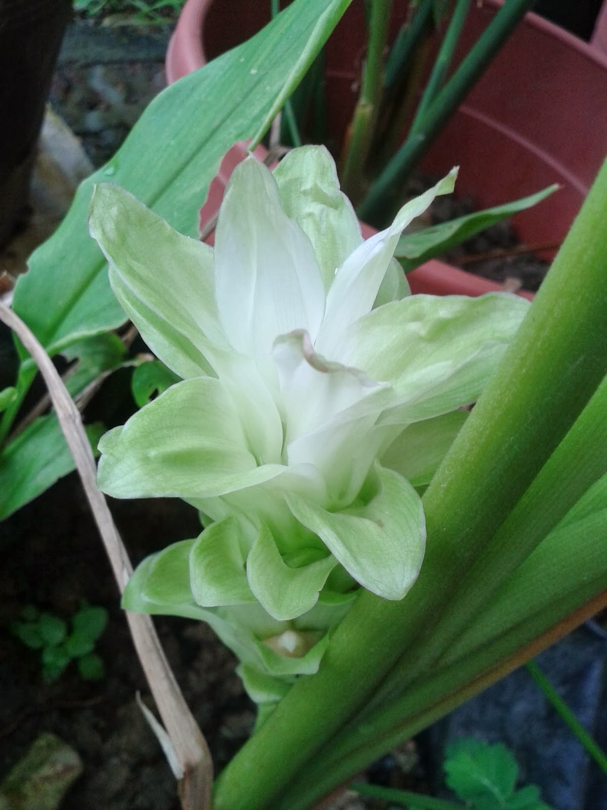 Pedas dan Manis: Bunga Kunyit Cantik Berseri