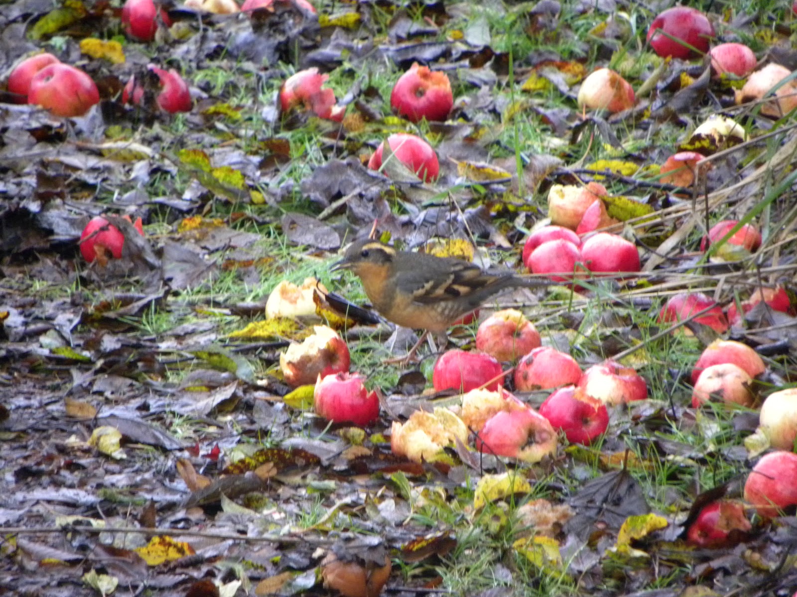 Birds: Apple Tree Birds