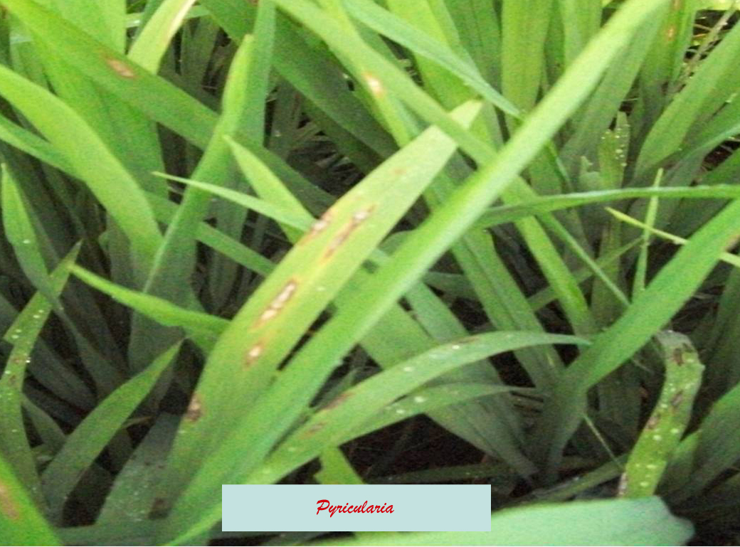 Pengertian Panca Usaha Tani | Pertanian Dan Perternakan