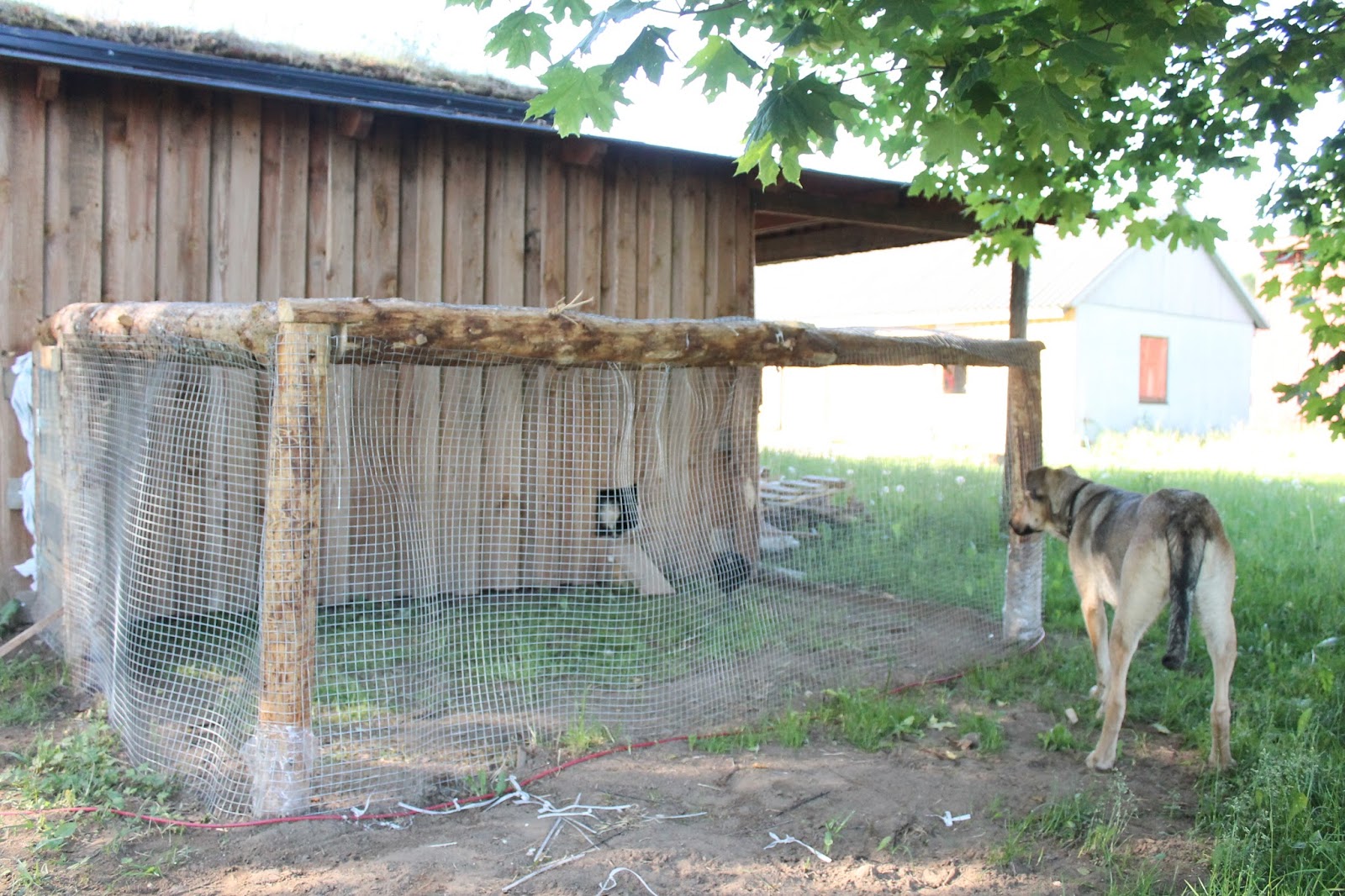 Maakad linnast - Meie uus algus: Kanad, kuked ja munad