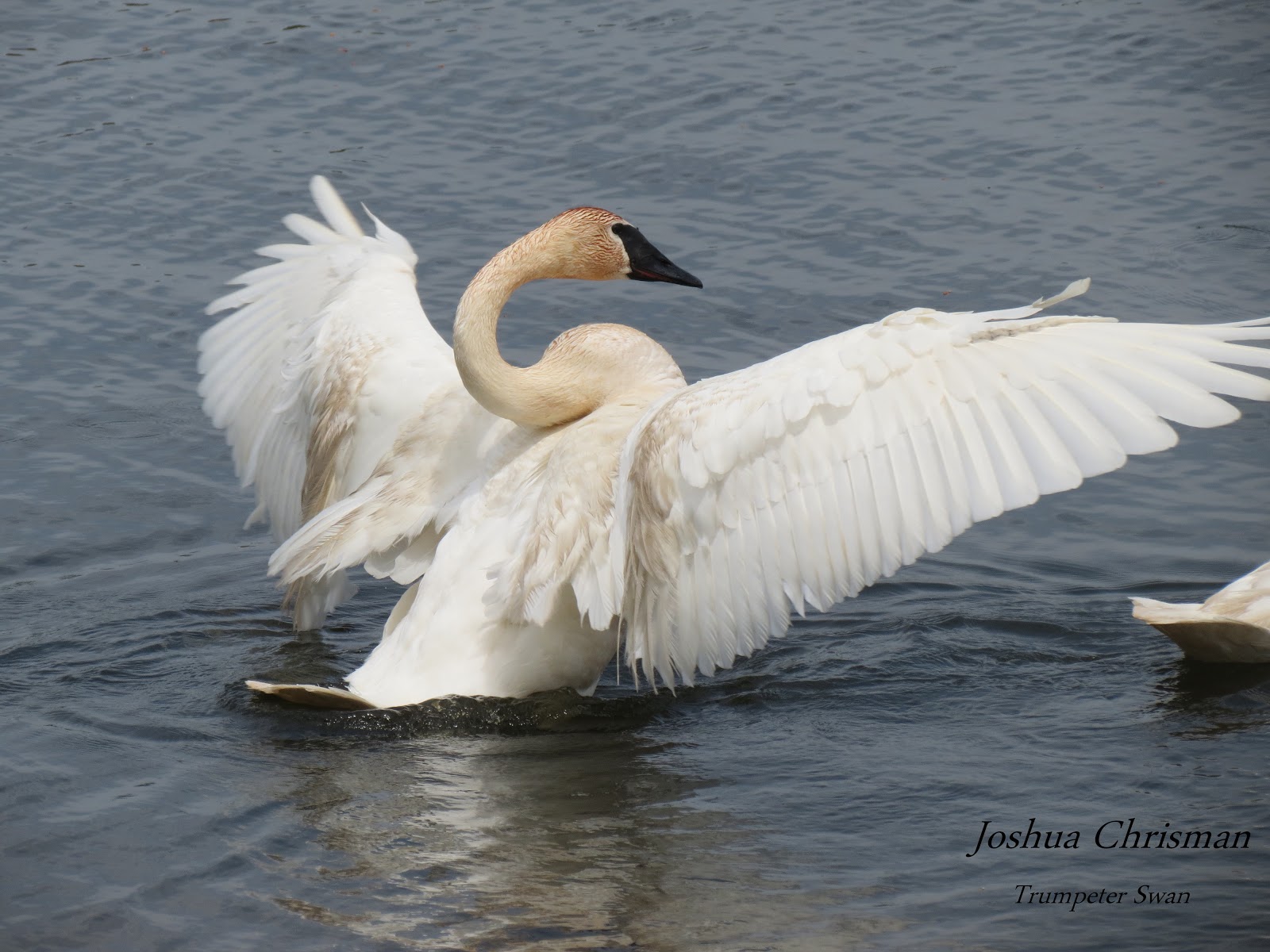 Profil dan Gambar Burung Angsa | GambarBinatang.Com