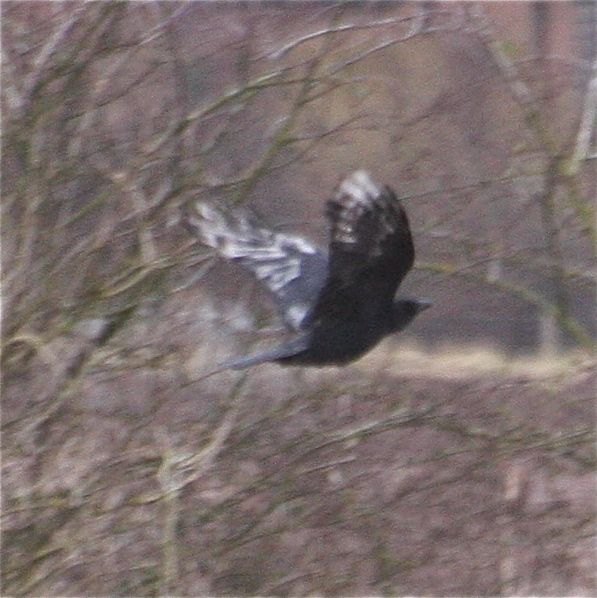 Morgithology: White-winged crows