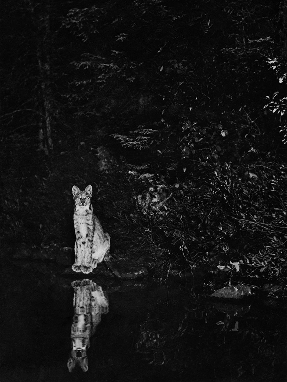 Crises & Chuchotements: George Shiras III (1859-1942)