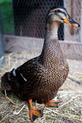 Black Dog Barnyard: New Additions - Rouen Ducks