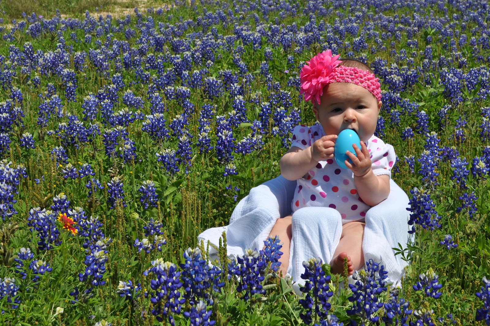 Rearranged: Bluebonnet Baby