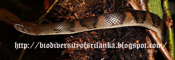 Biodiversity of Sri Lanka: Sri Lankan Keelback/දියබරියා[Diya Bariya ...