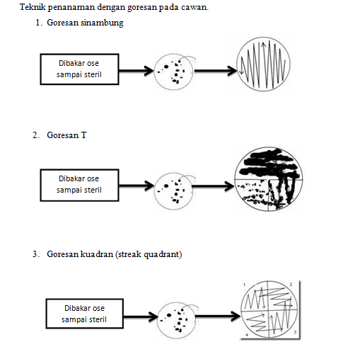Laporan Mikrobiologi Lanjutan Isolasi
