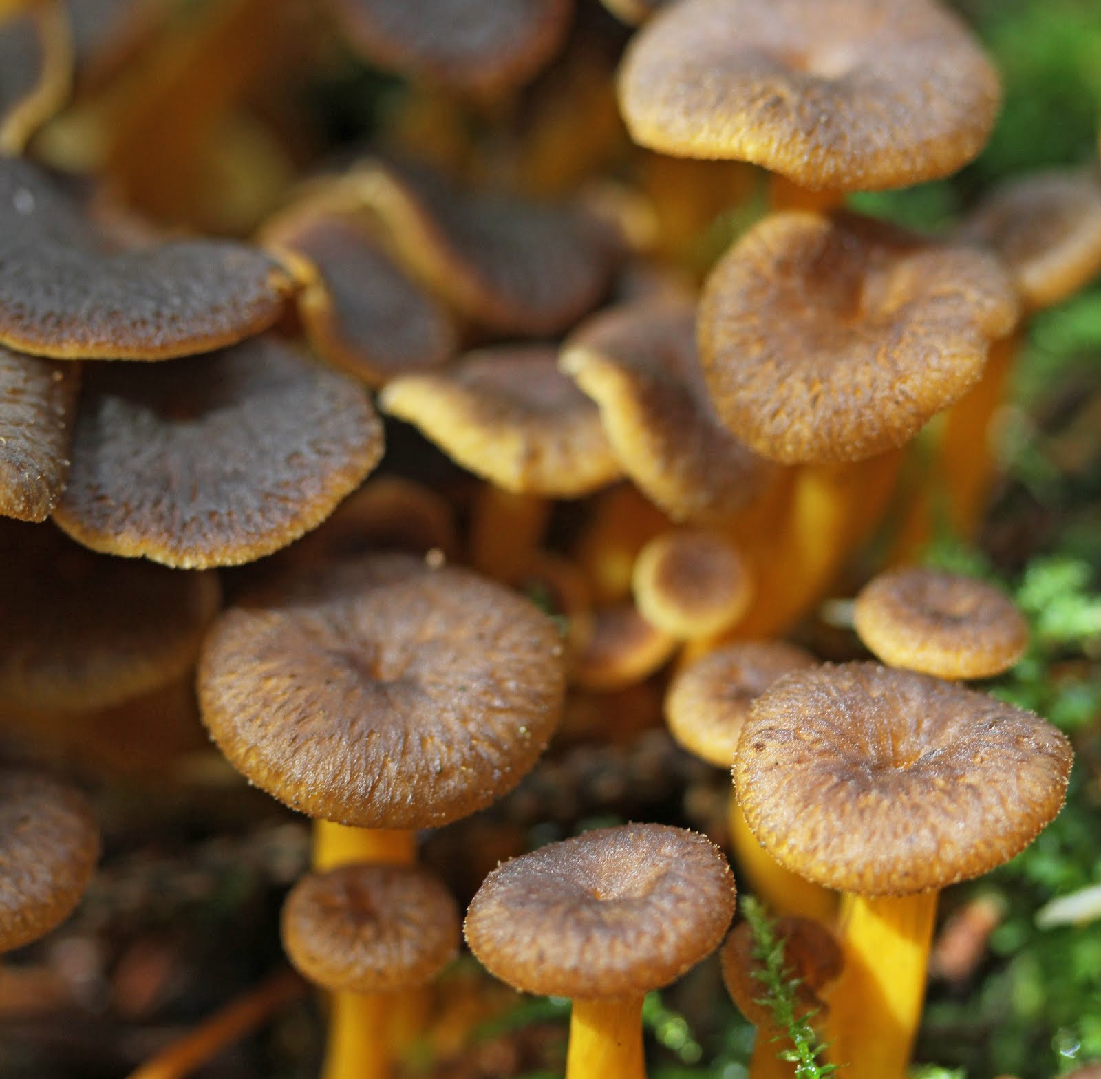 Skogens år 2011: Trattkantareller i skogen