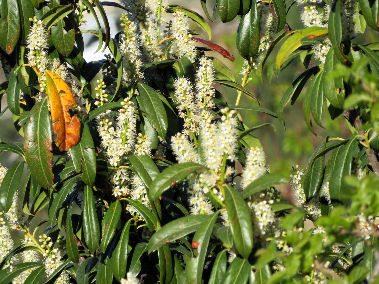 Cittaslow Botanik Park: KARAYEMİŞ AĞACI