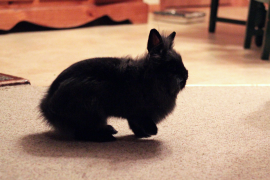 6 months old baby bunny - Lublyou