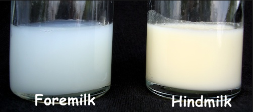 Susu Foremilk & Hindmilk Yang Wajib Ibu Menyusu Tahu |haku punyer suke