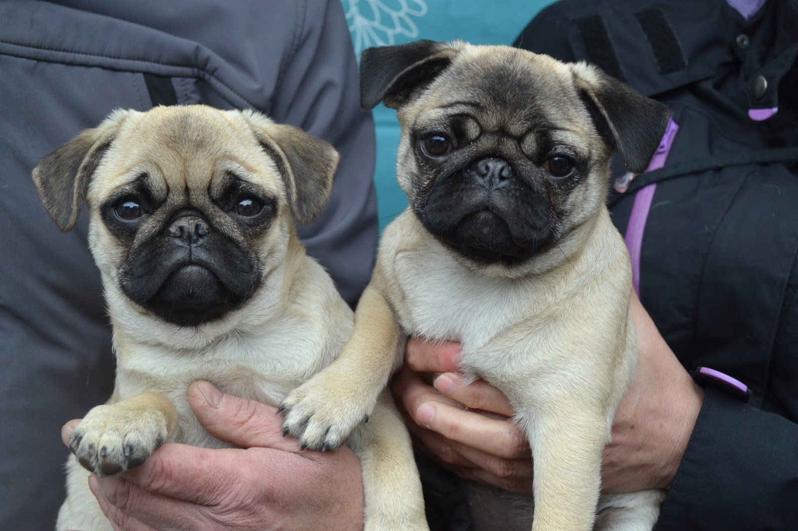 Kennel Caralina´s: Mopsi/Pugs