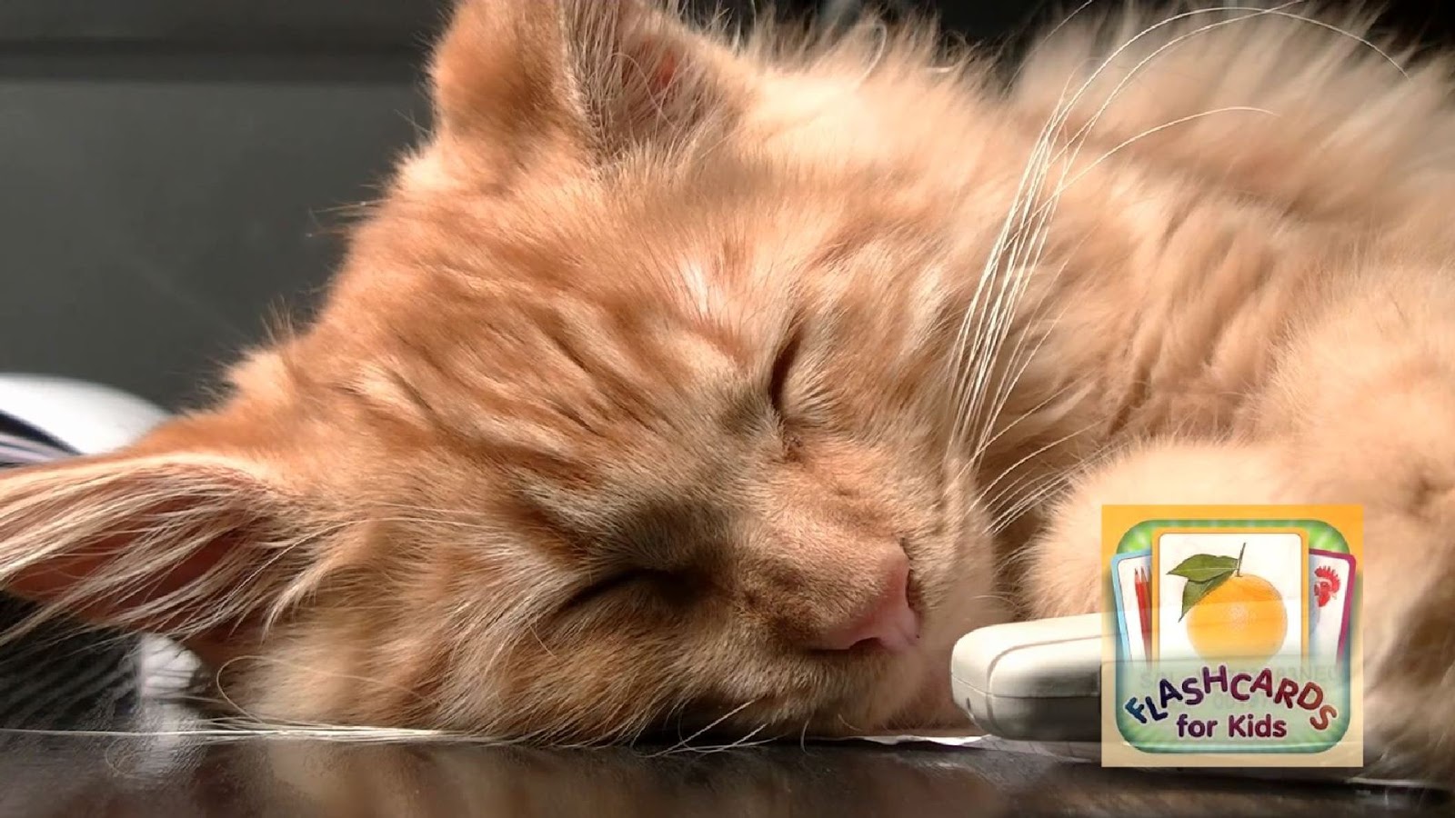 Flashcards for Kids: Cute Cat Falling Asleep - Animals For Kids