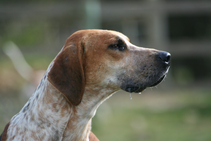 About Dog English Foxhound: Training Your English Foxhound to Listen to You