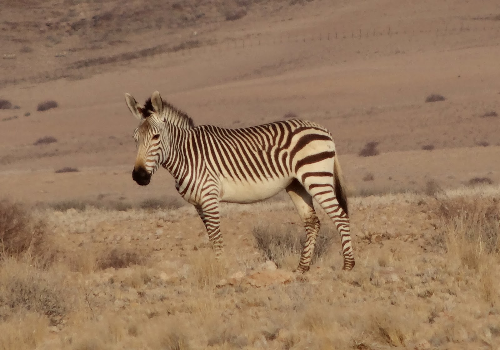 Les Gauchet en vadrouille... NAMIBIE: Vers « SKELETON COAST » : Un ...
