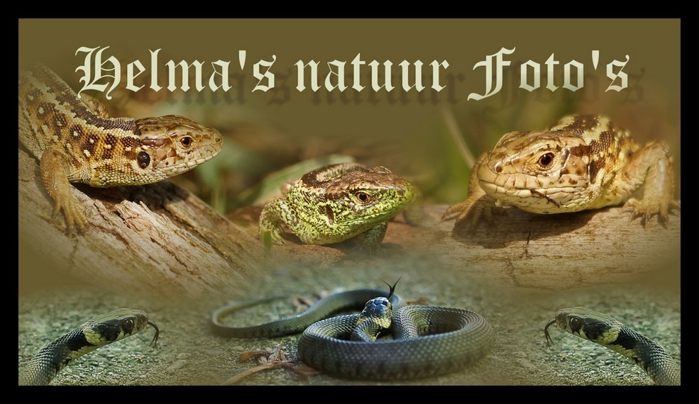 Helma's natuurfoto's: Ringslang (Natrix natrix).......