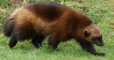 Synapsida: Weasels in the Tundra and the Jungle: Wolverines and Tayras